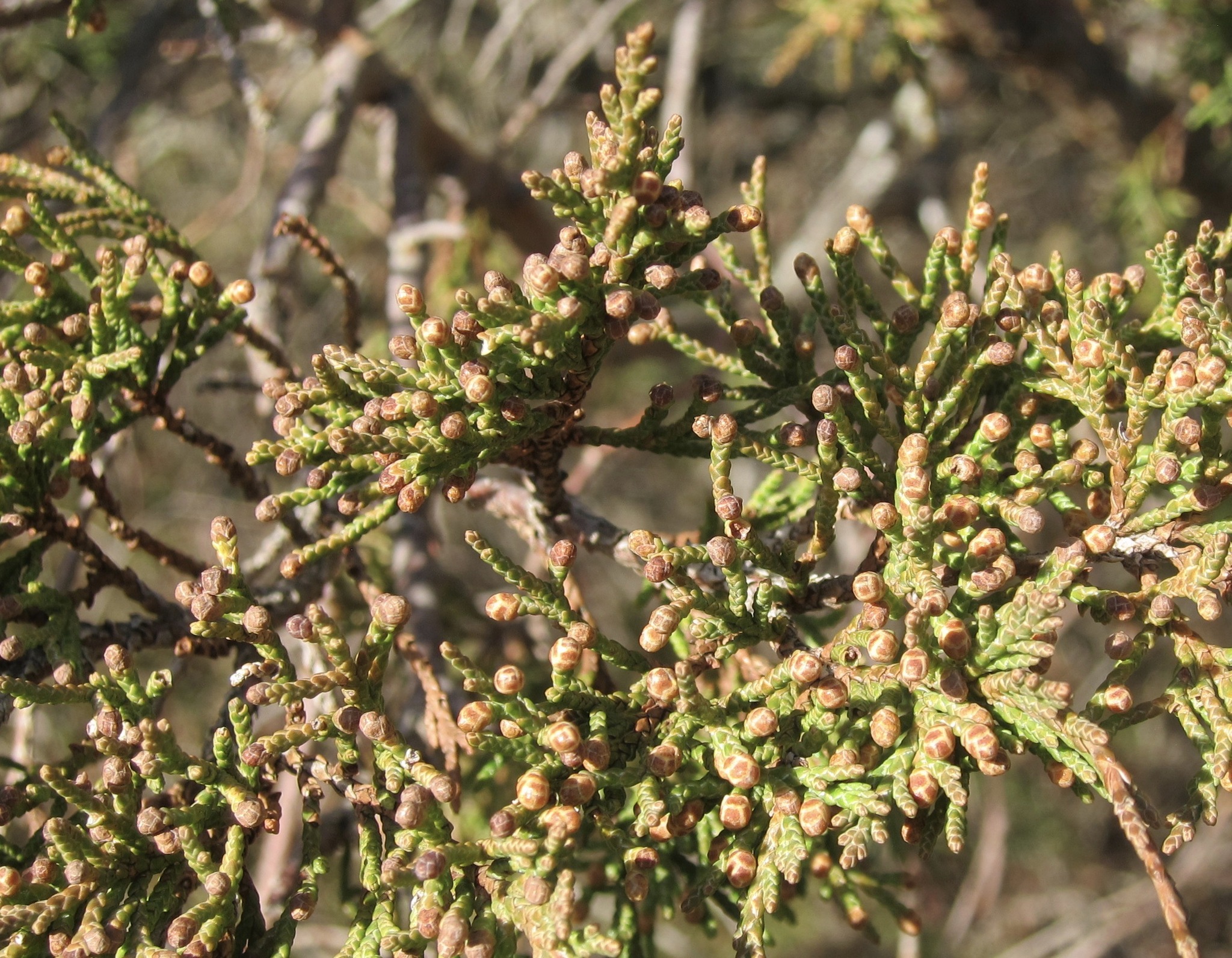 Juniperus scopulorum Sarg.