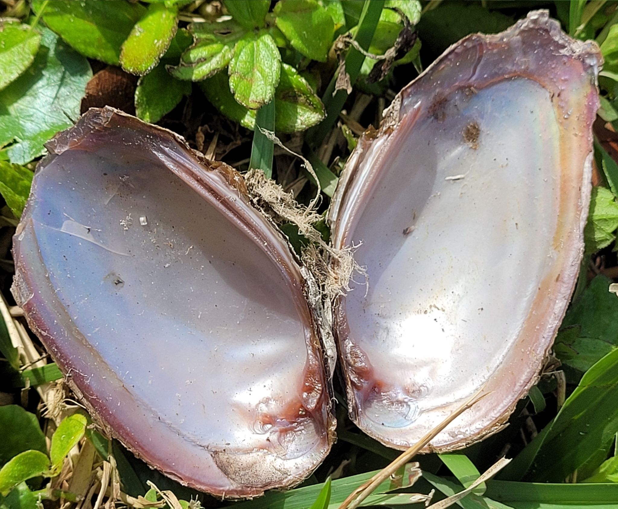 Elliptio Rafinesque, 1819