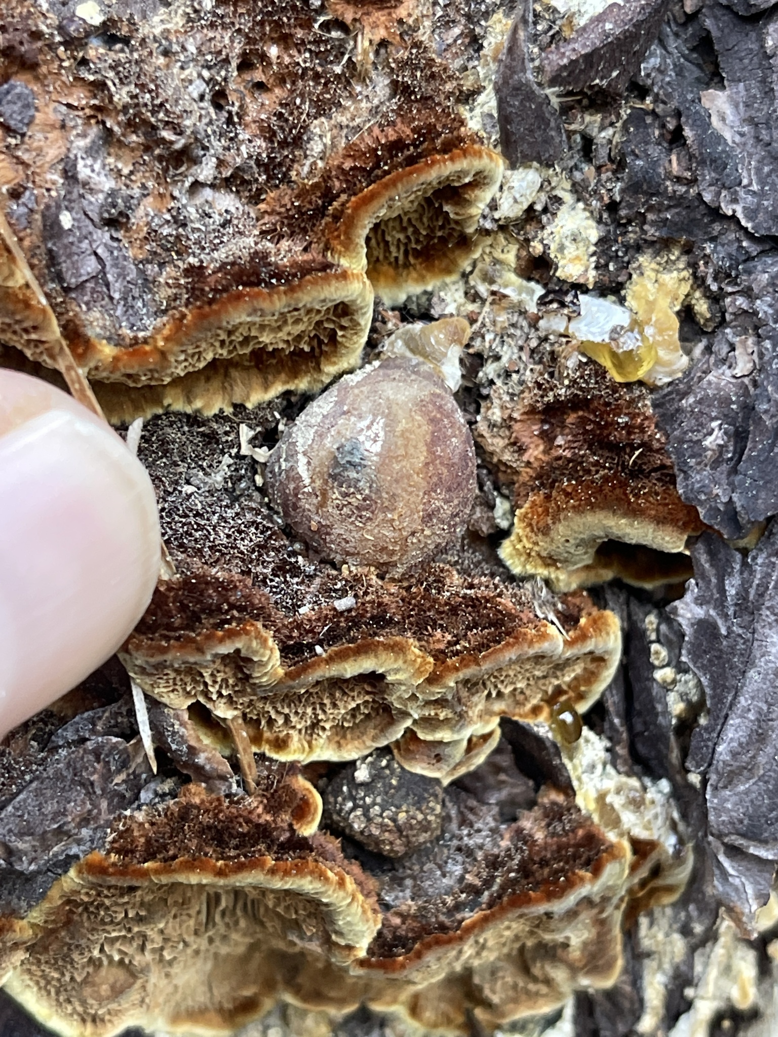 Porodaedalea pini (Brot.) Murrill