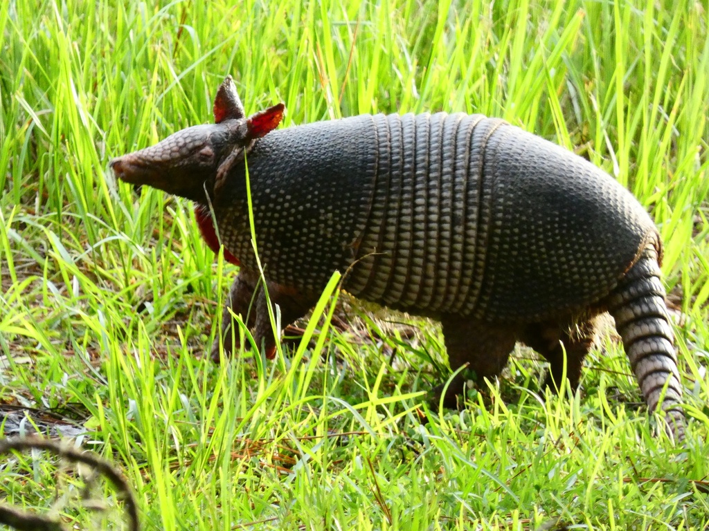 Nine-banded Armadillo from White Oak Conservation, FL, USA on July 19 ...