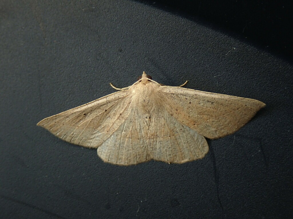 Dry Leaf Looper Moth from Sydney NSW, Australia on April 14, 2020 at 09 ...