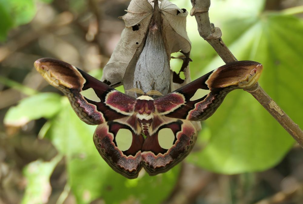 Rothschildia erycina Shaw