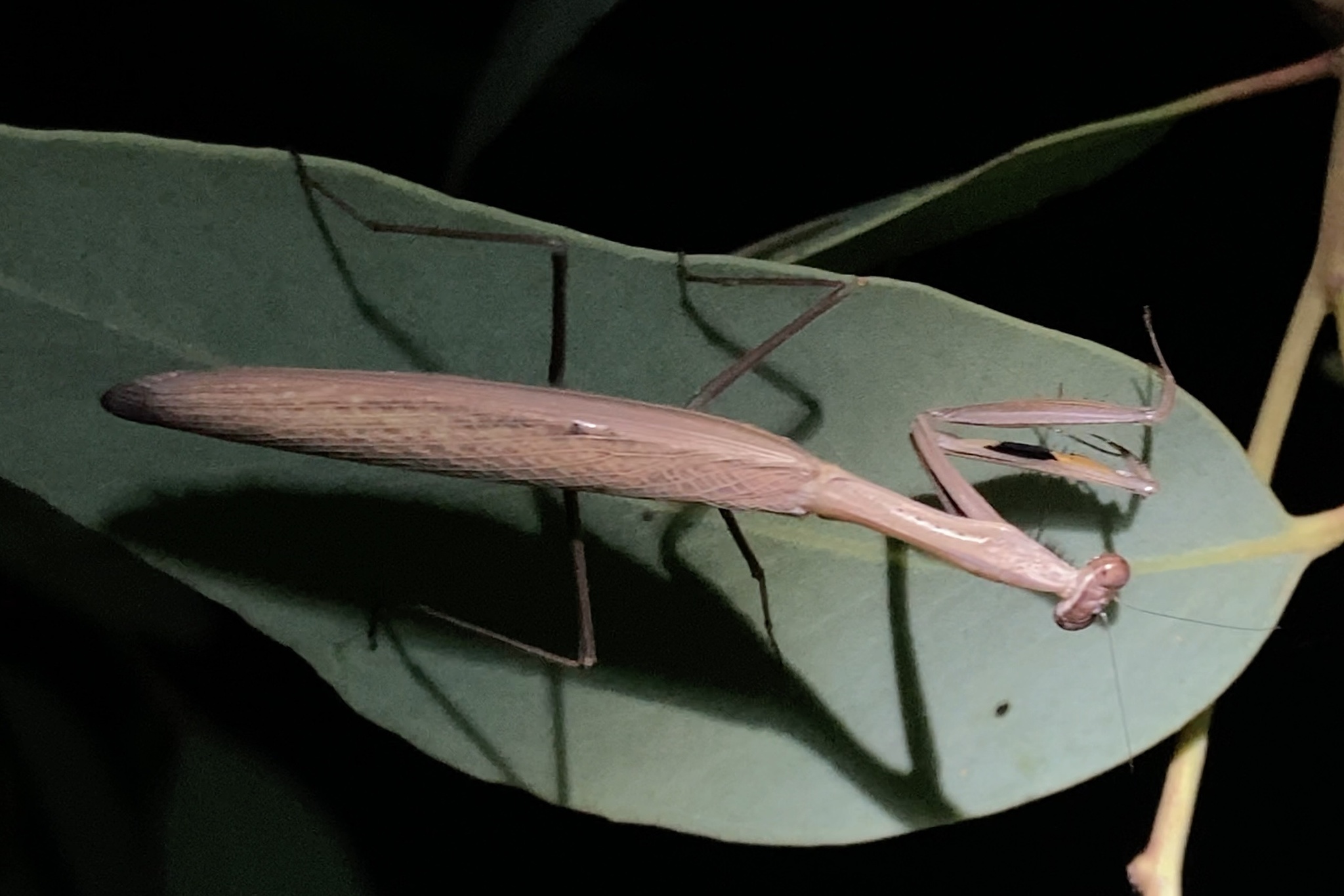 Statilia apicalis (Saussure, 1871)