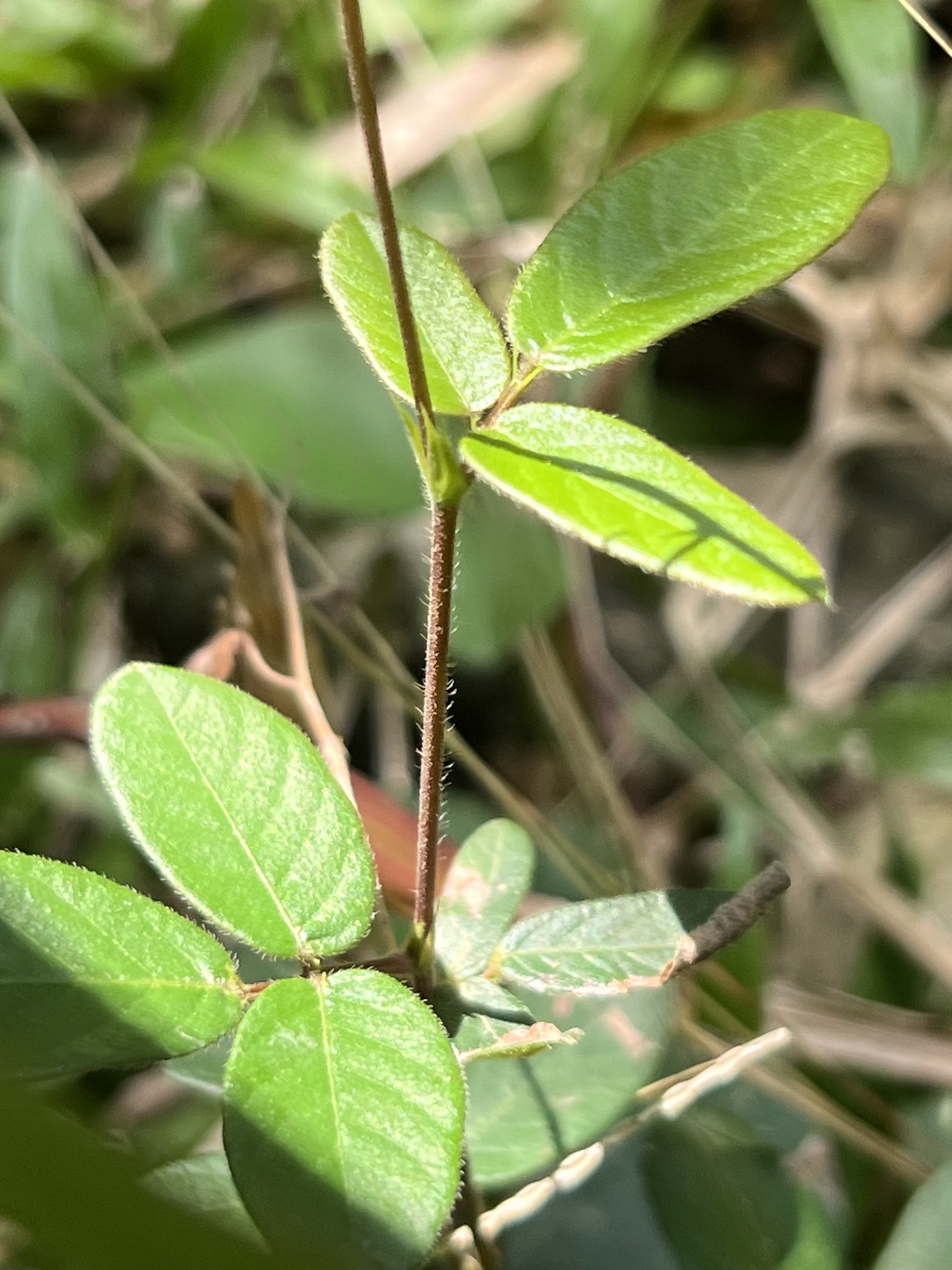 Desmodium incanum (Sw.) DC.