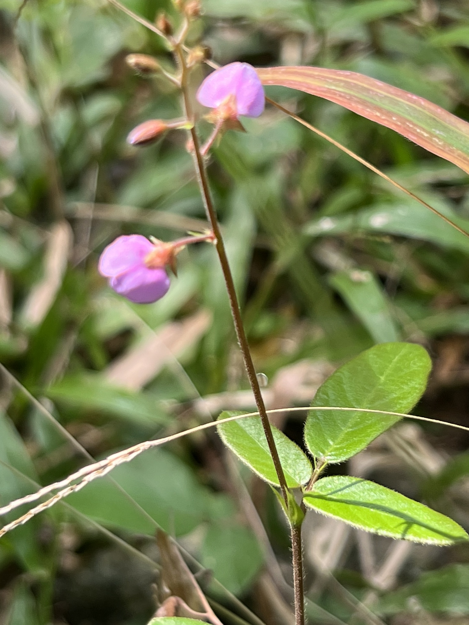 Desmodium incanum (Sw.) DC.