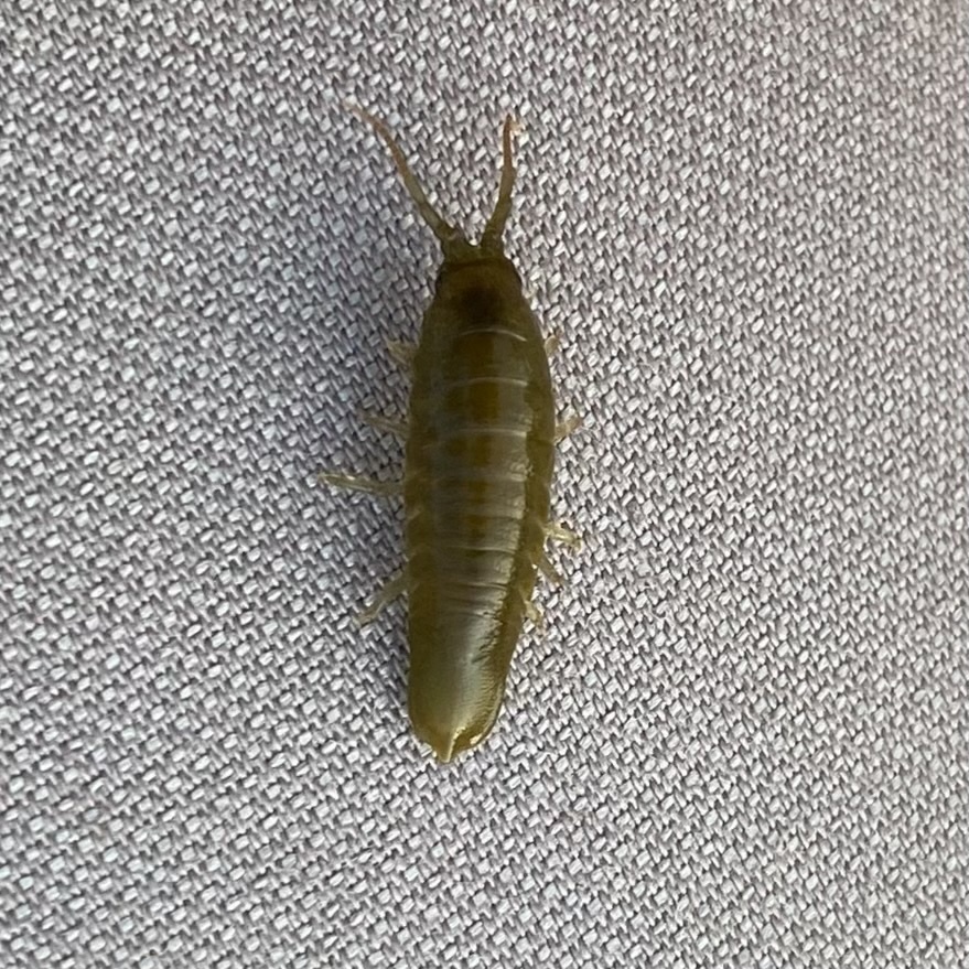 Idotea granulosa Rathke, 1843