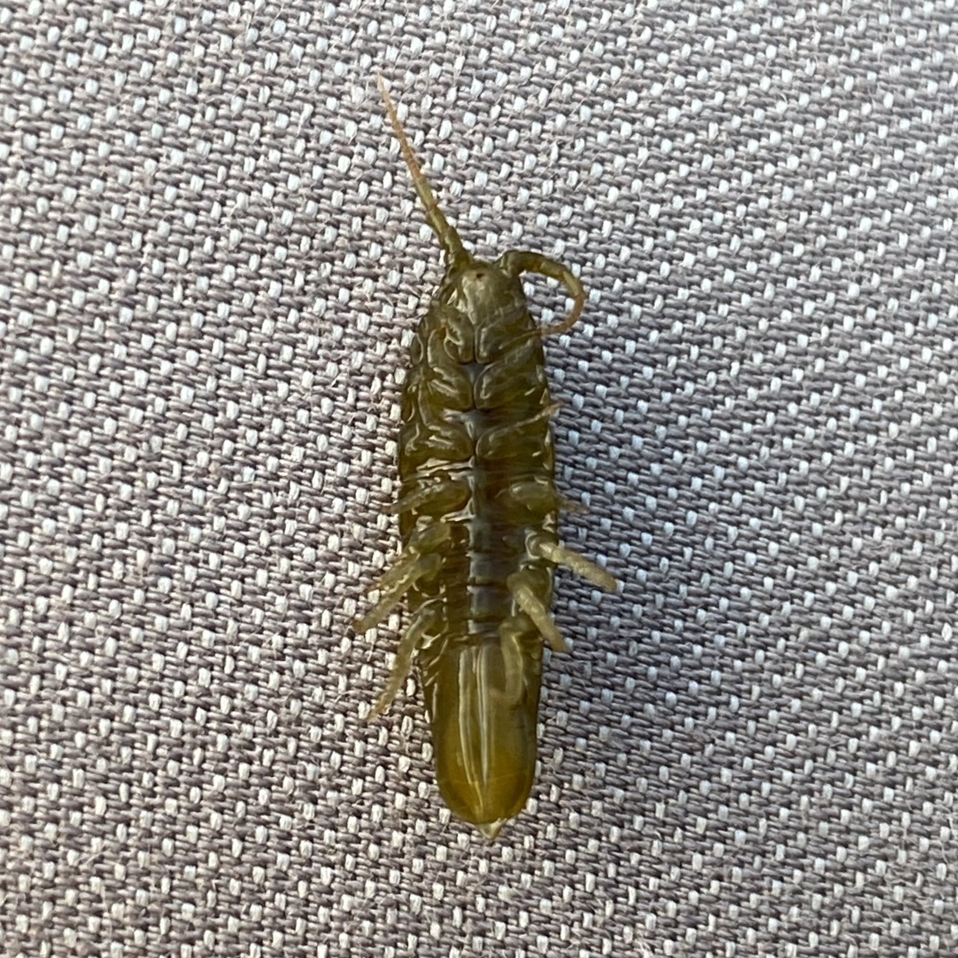 Idotea granulosa Rathke, 1843