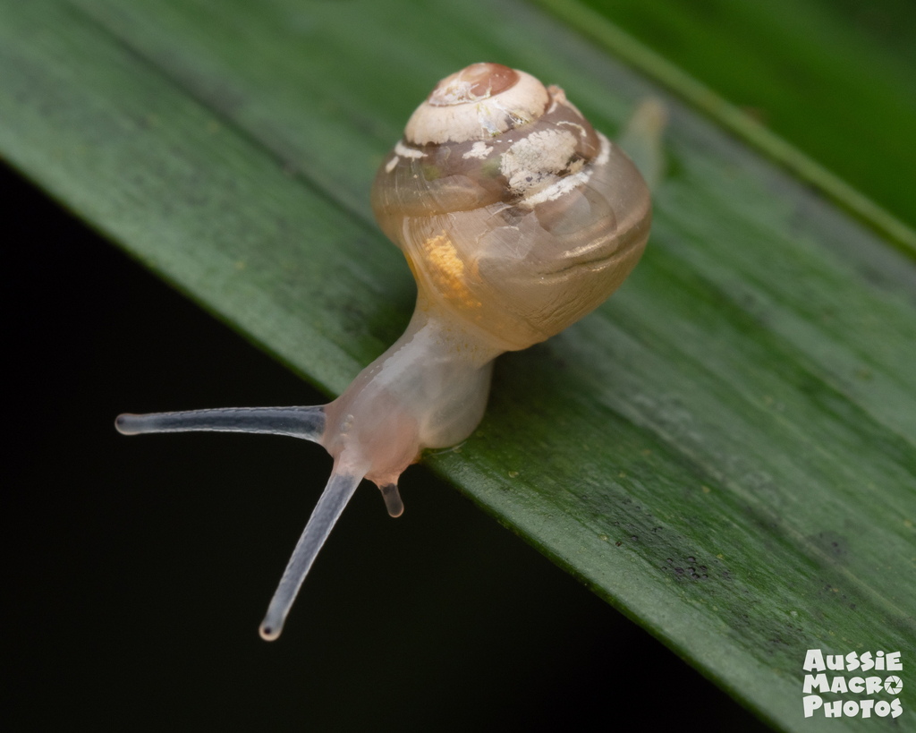 Pampin's Beehive Snail from Buggin in Cairns Botanic Gardens, QLD ...