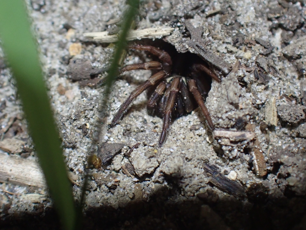 Brown Trapdoor Spiders in January 2023 by Michelle Colpus · iNaturalist