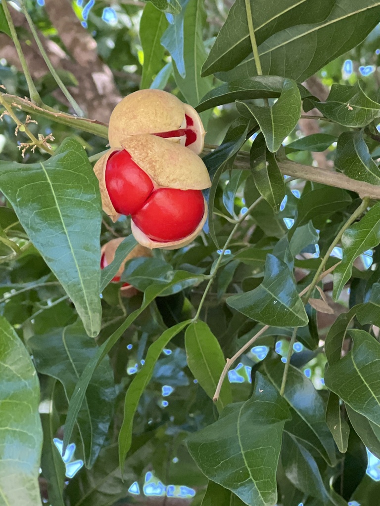 Small-leaved Tamarind from Yabba Creek Rd, Imbil, QLD, AU on January 22 ...