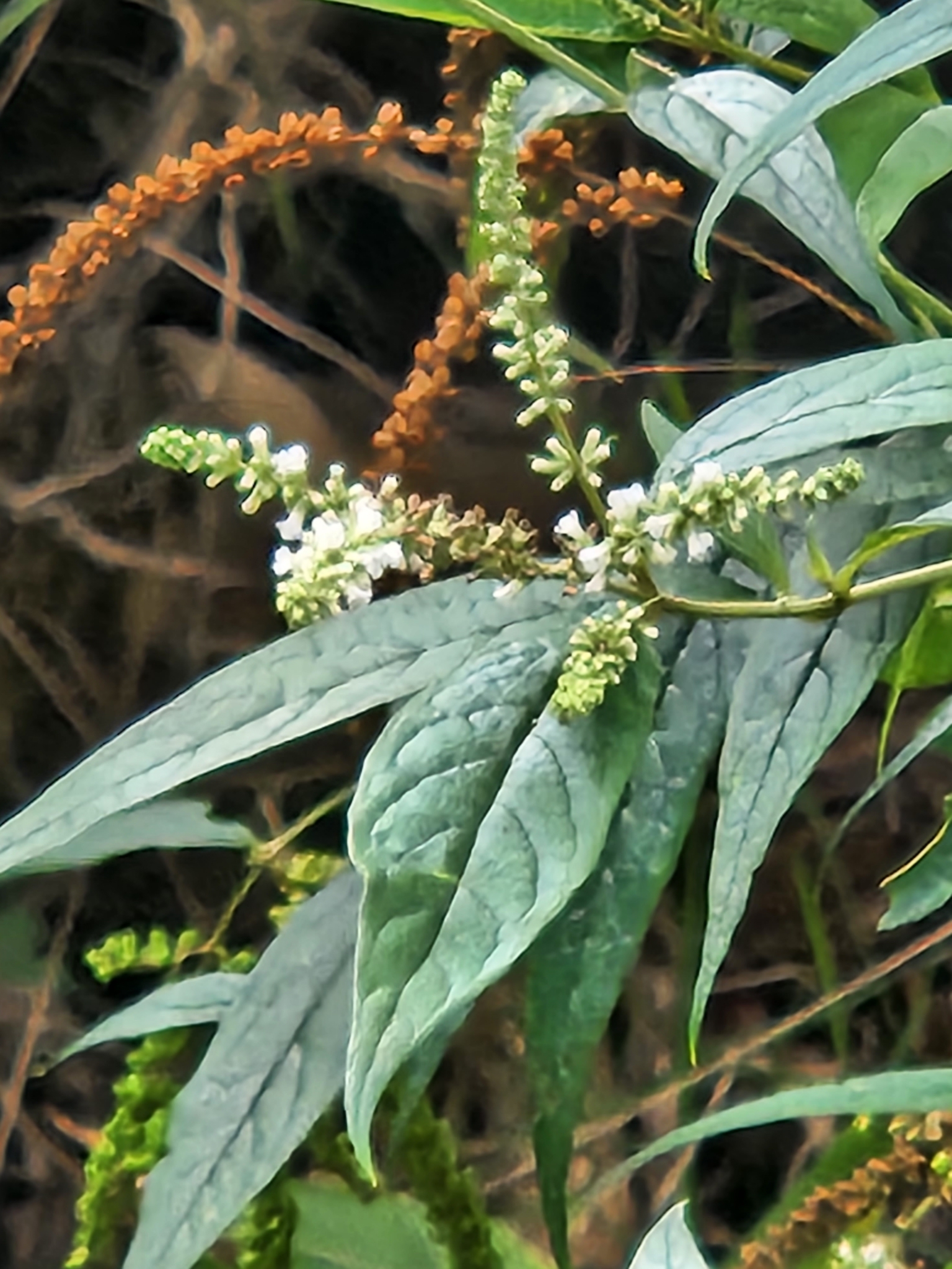 Buddleja asiatica Lour.