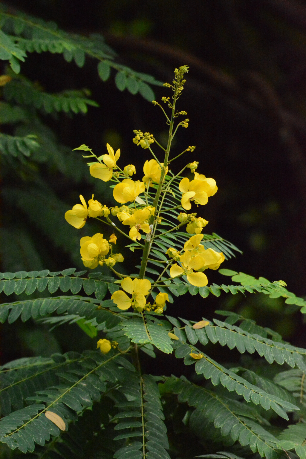 Senna spectabilis (DC.) H.S.Irwin & Barneby