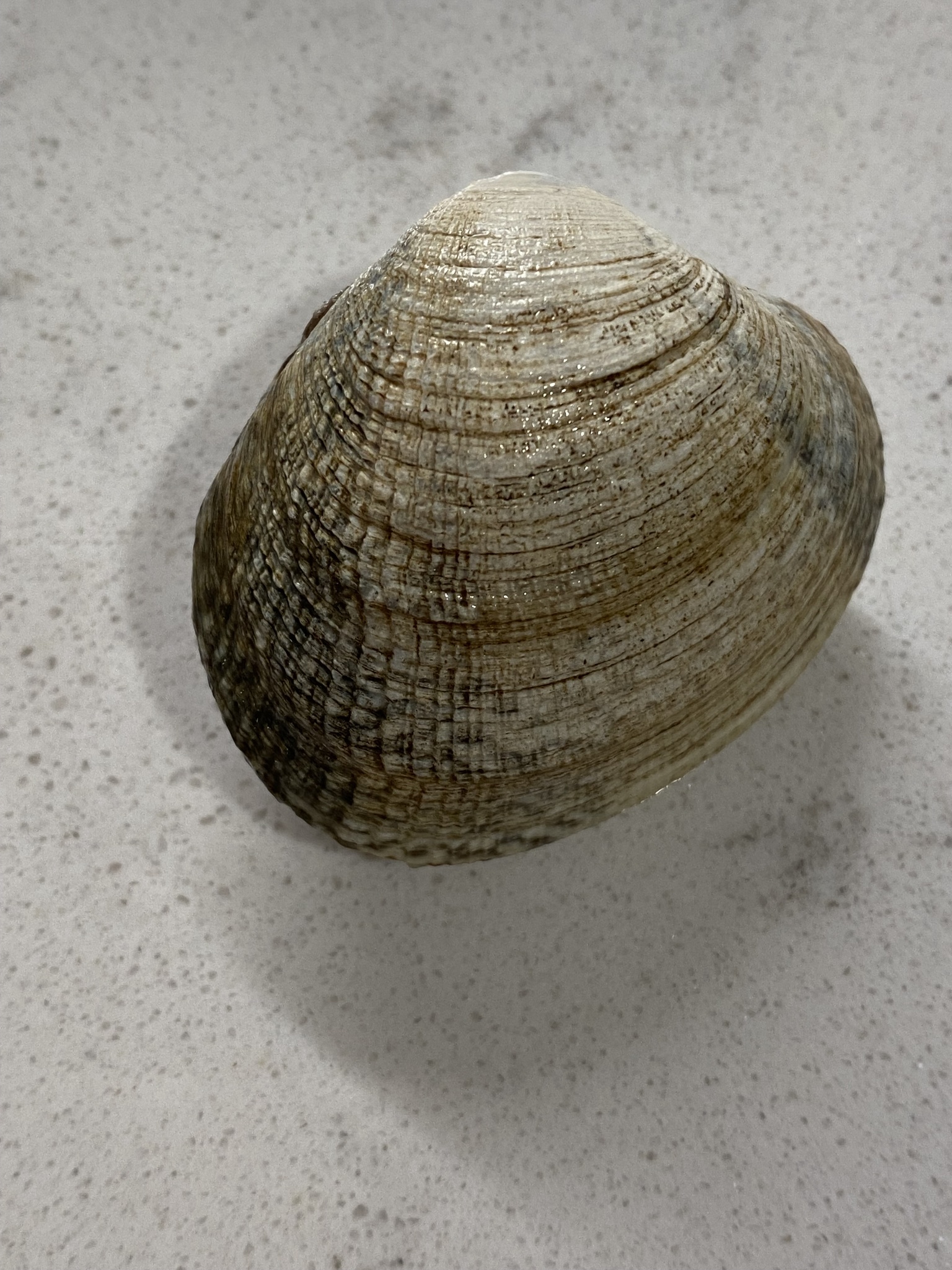 Ruditapes philippinarum (A.Adams & Reeve, 1850)