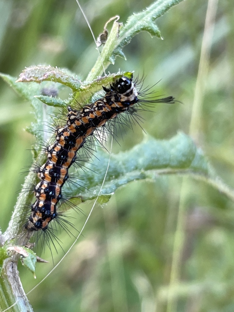 Australian magpie moth from Boundary Tk E, Frankston South, VIC, AU on ...