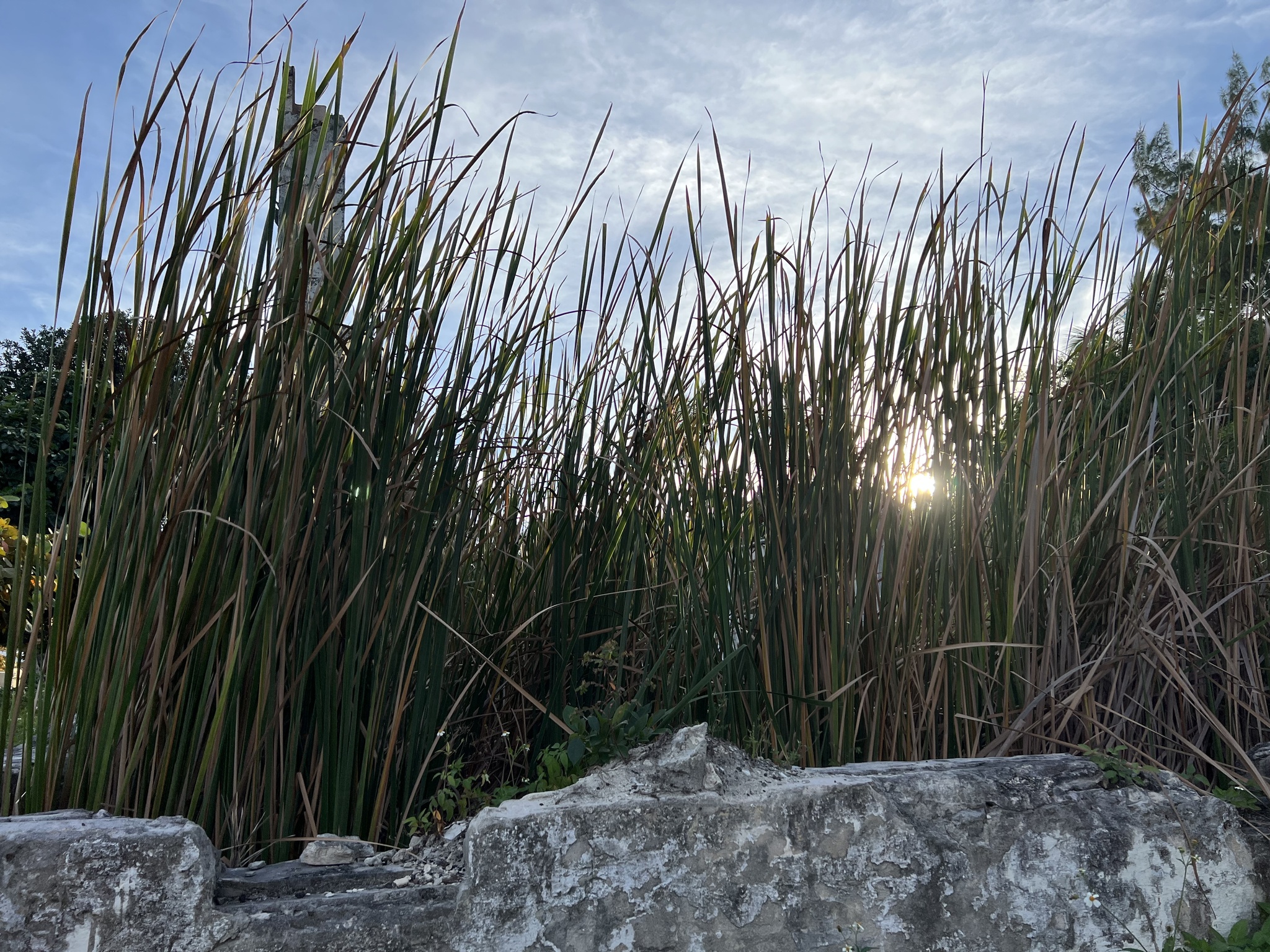 Typha domingensis Pers.