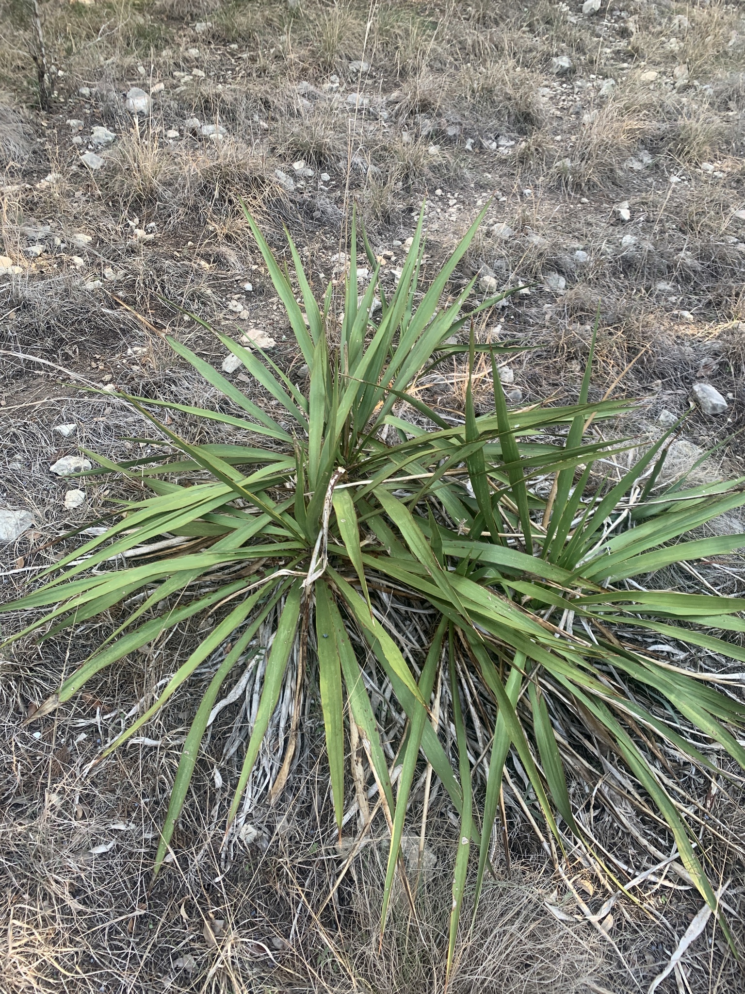 Yucca rupicola Scheele