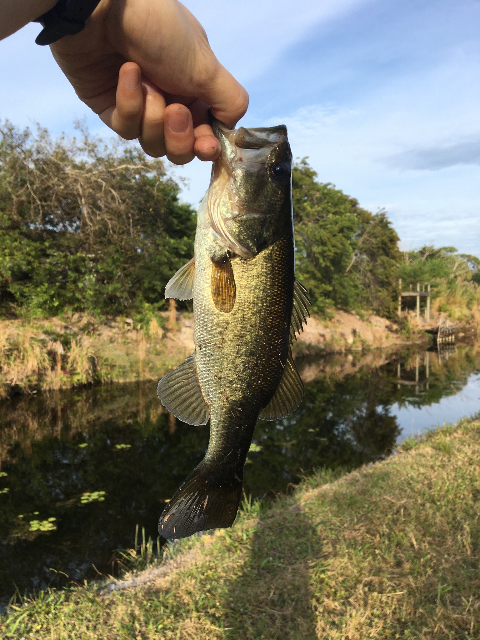 Micropterus floridanus (Lesueur, 1822)