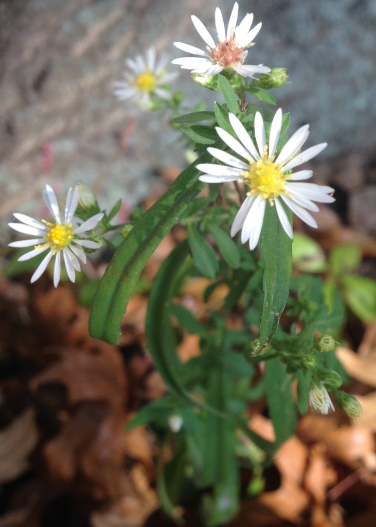 Lowland aster (Plants of Overton Park's Old Forest, Memphis, TN ...