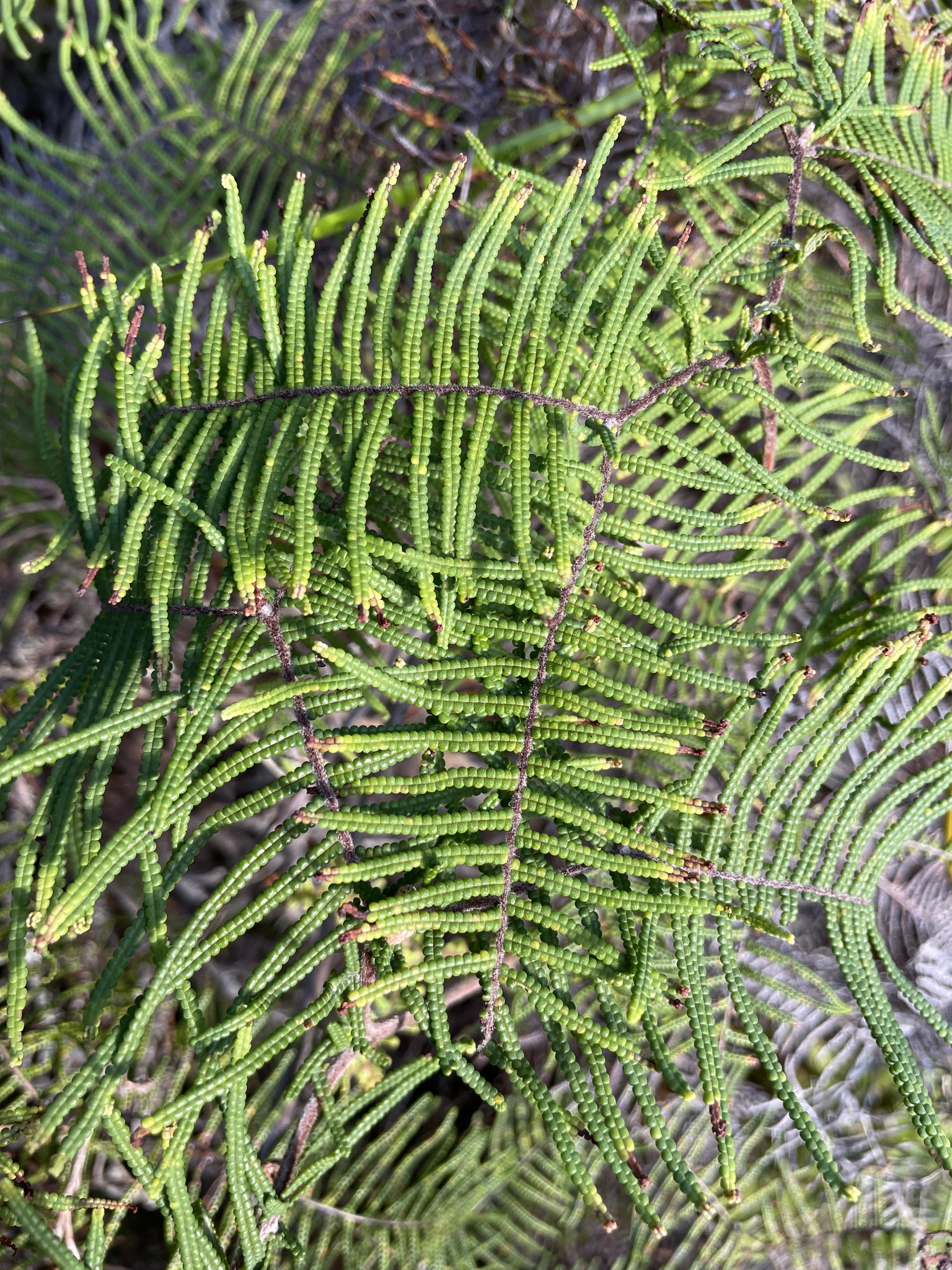 Gleichenia dicarpa R.Br.