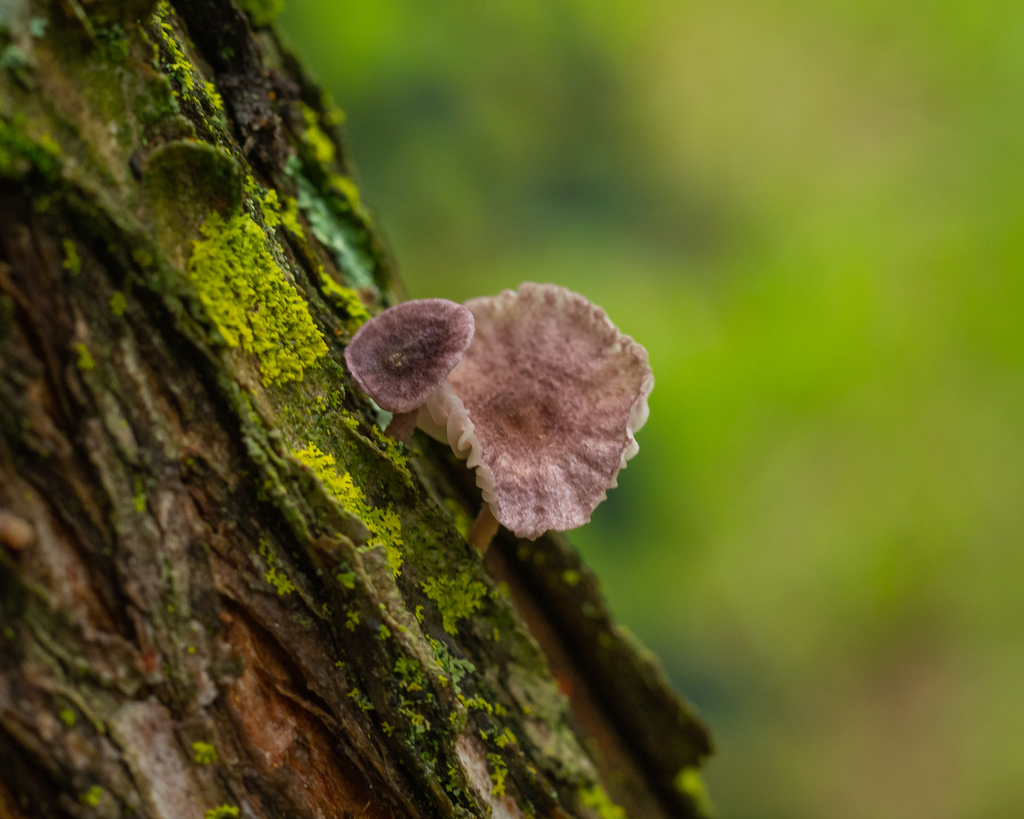 Moniliophthora from Limeira - SP, Brasil on January 20, 2023 at 08:27 ...