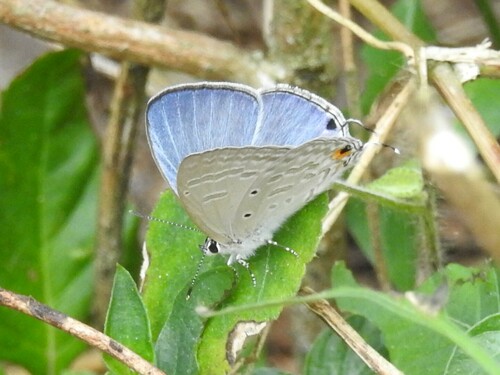 Silver Forget-me-not (Catochrysops panormus) · iNaturalist United Kingdom