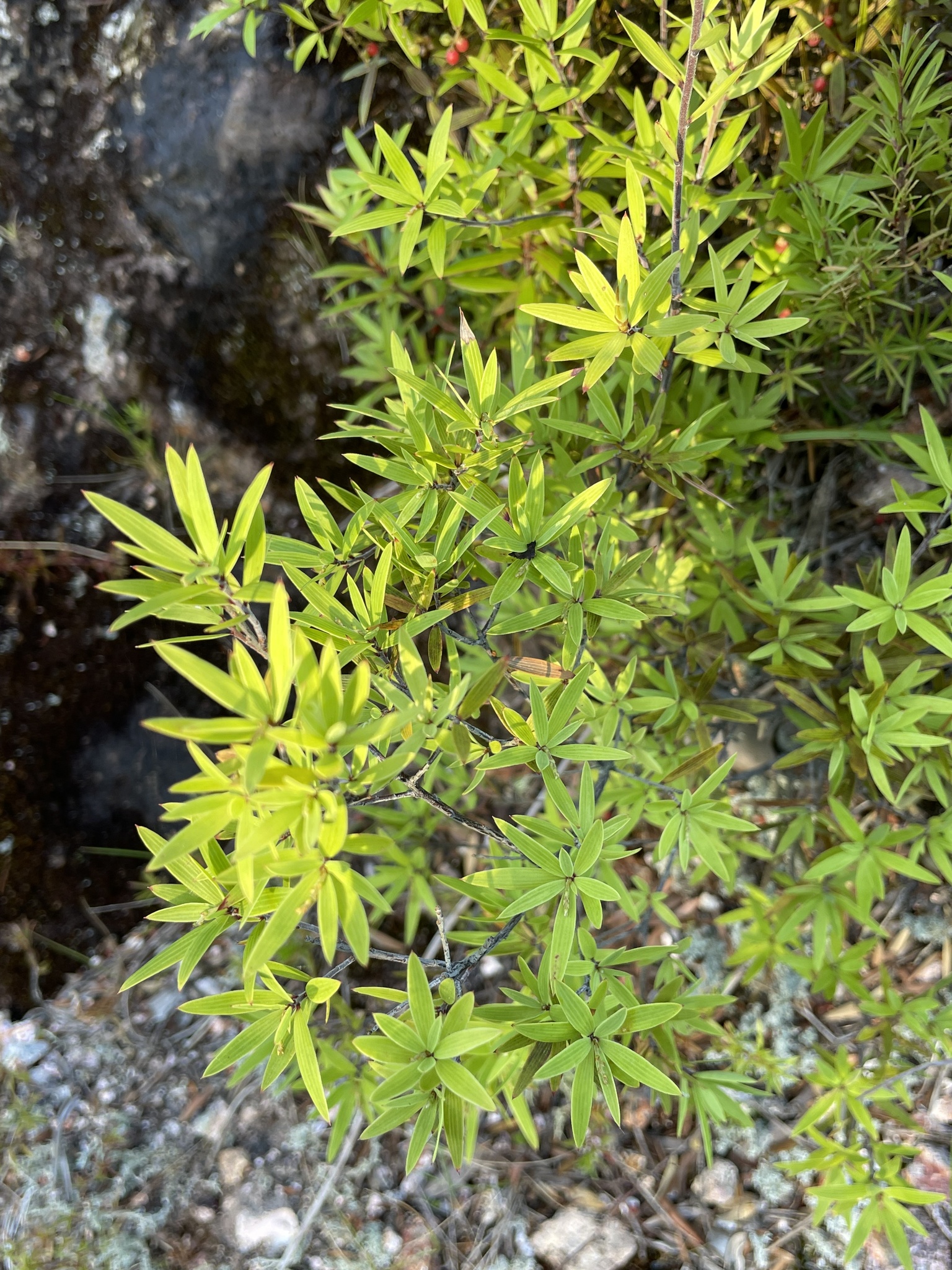 Leucopogon R.Br.