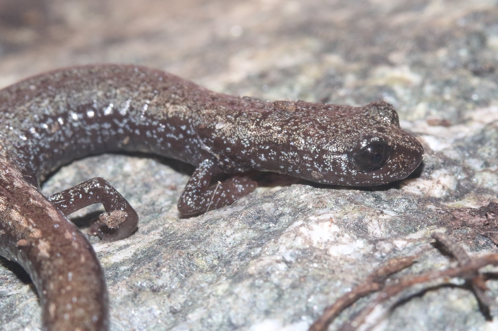 San Gabriel Slender Salamander in January 2023 by James Bailey ...