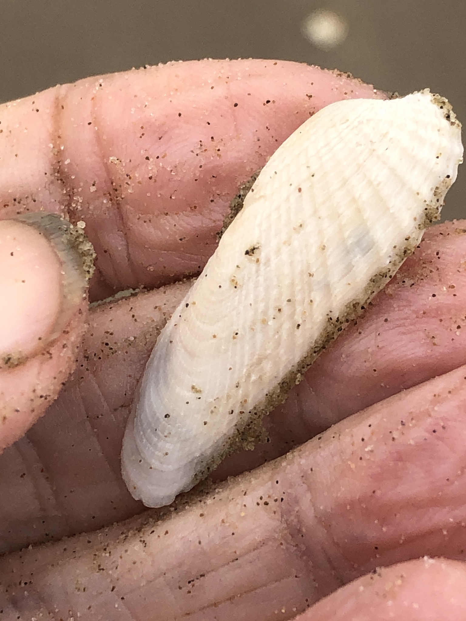 Petricolaria pholadiformis (Lamarck, 1818)