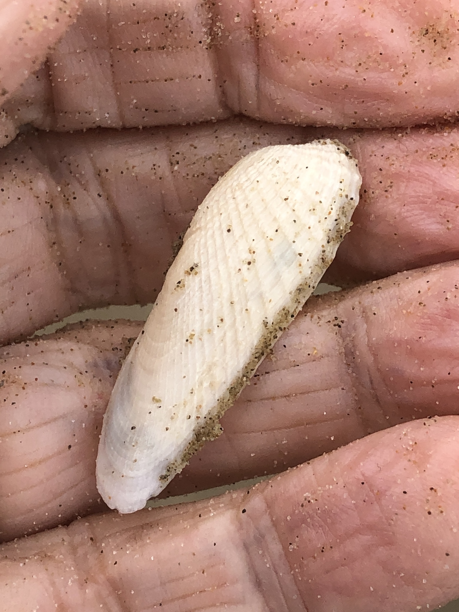 Petricolaria pholadiformis (Lamarck, 1818)
