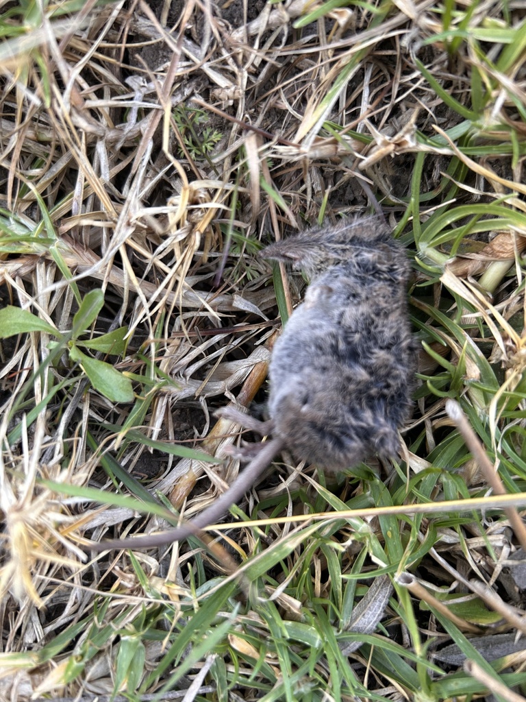 Chestnut-bellied Shrew from Cerrada Barranca de Tarango, Álvaro Obregón ...
