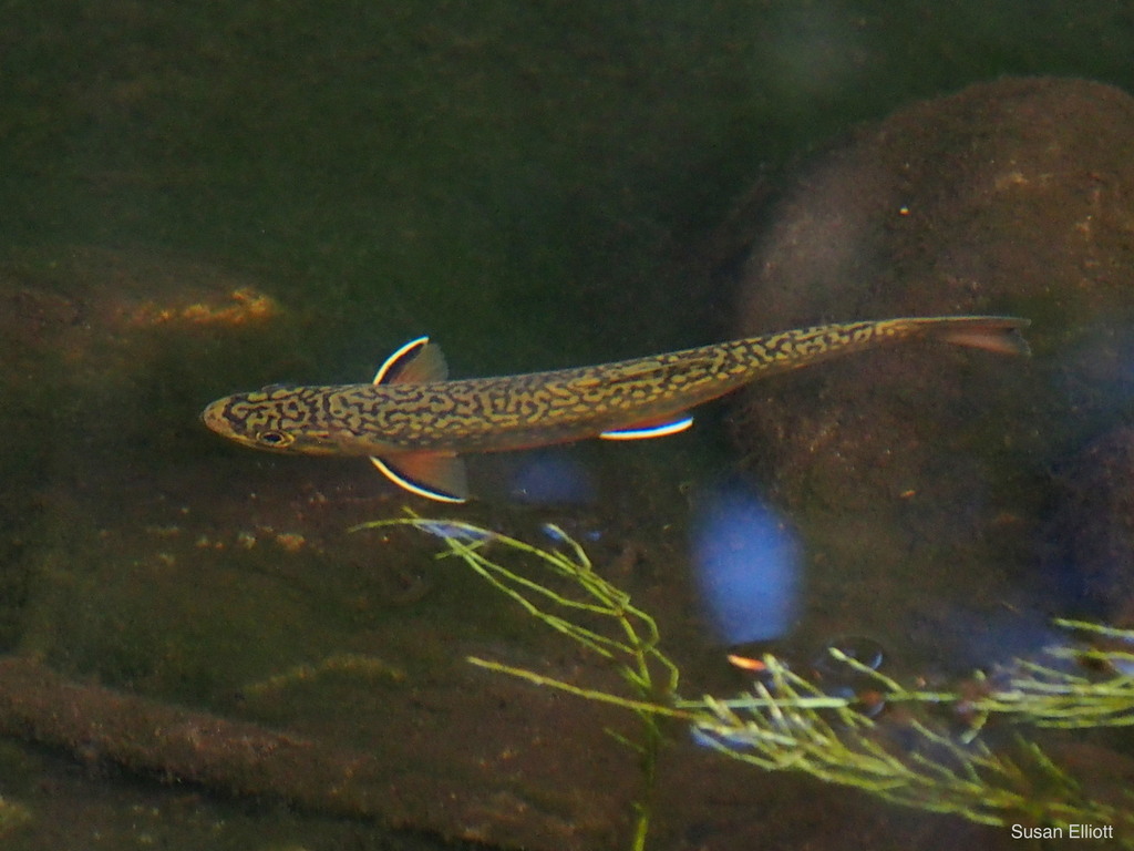 Brook Trout from Rutland City water property, Rutland Town, Vermont on ...