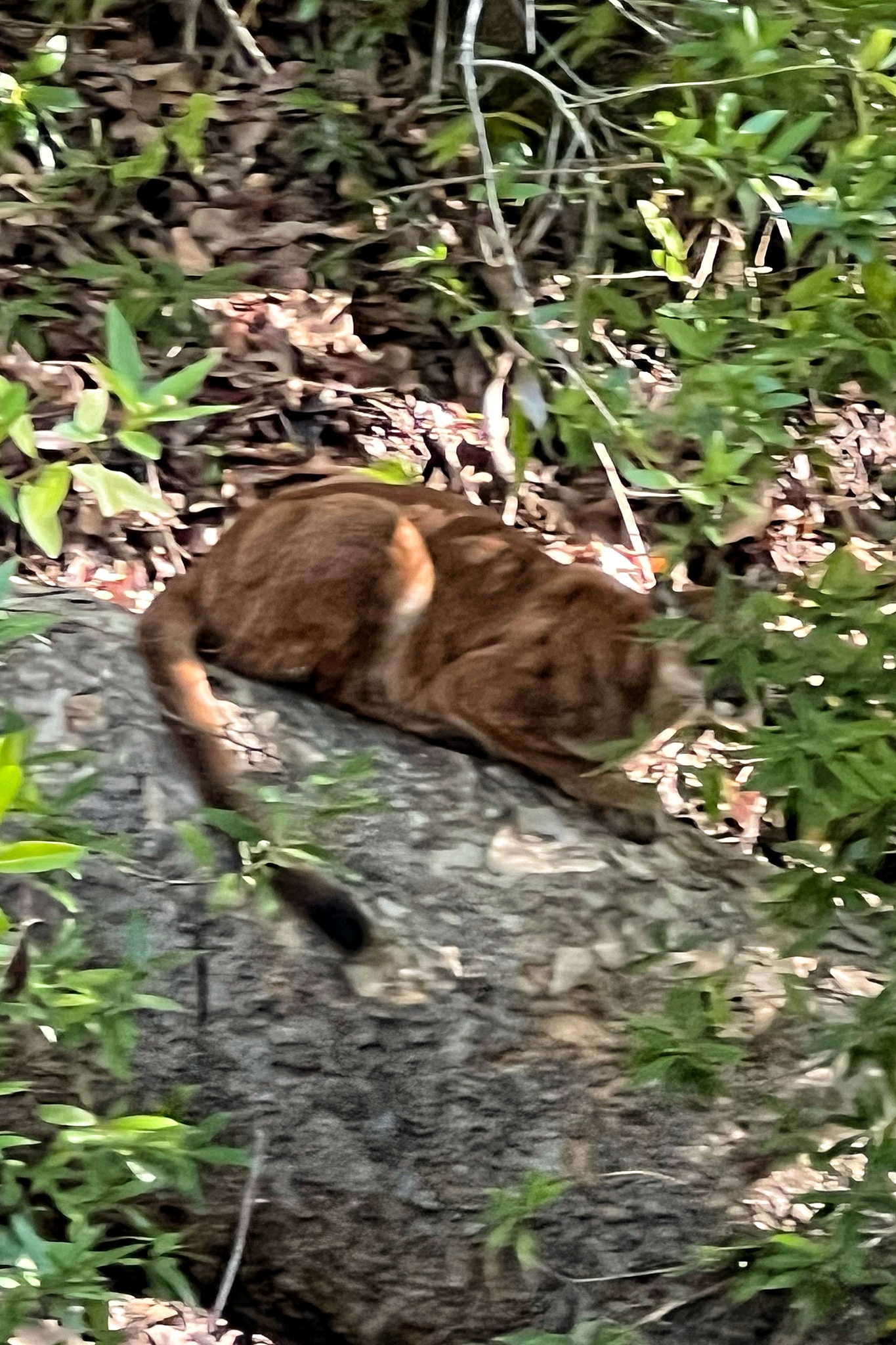 Puma concolor (Linnaeus, 1771)