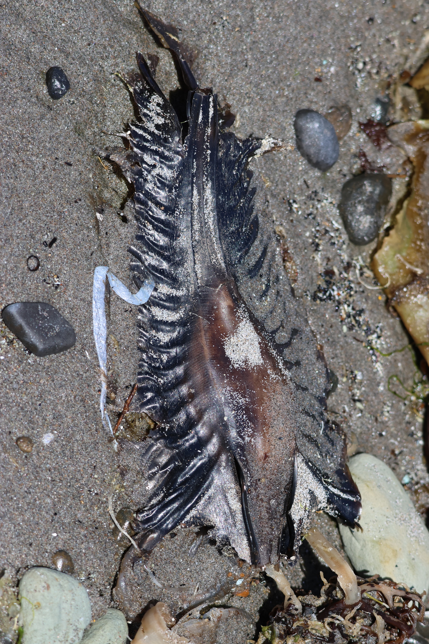 Callorhinchus callorynchus (Linnaeus, 1758)