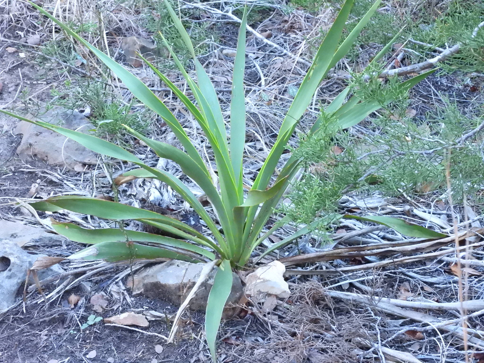 Yucca rupicola Scheele