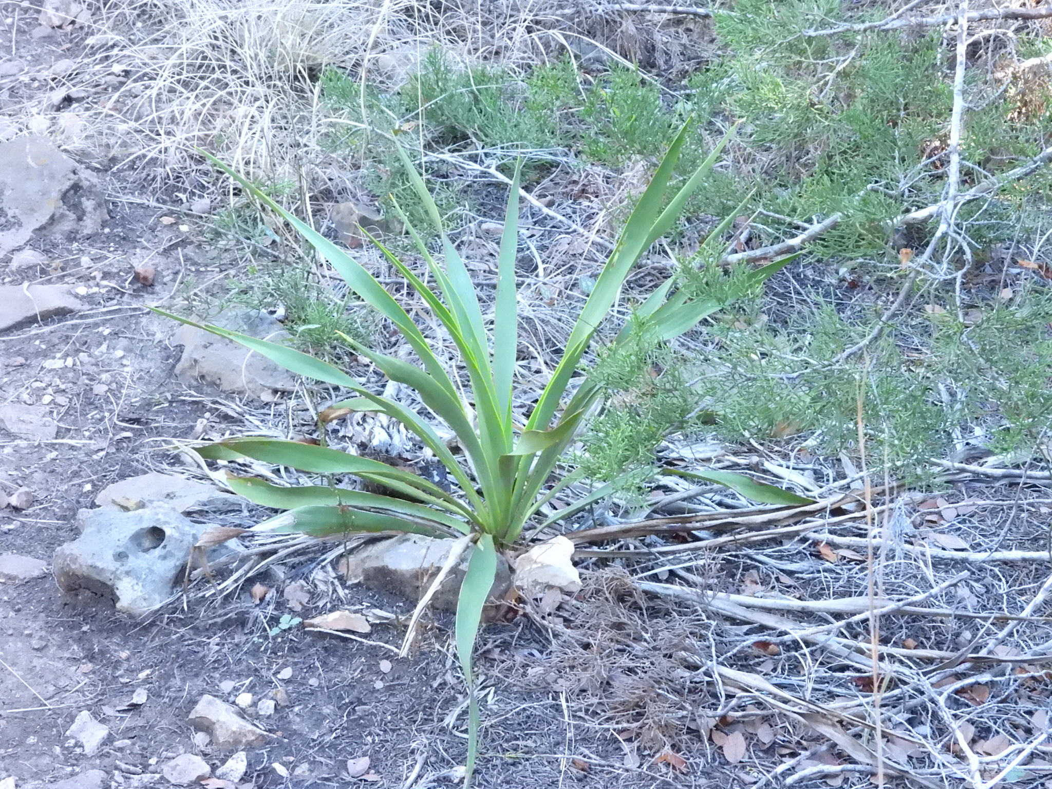 Yucca rupicola Scheele