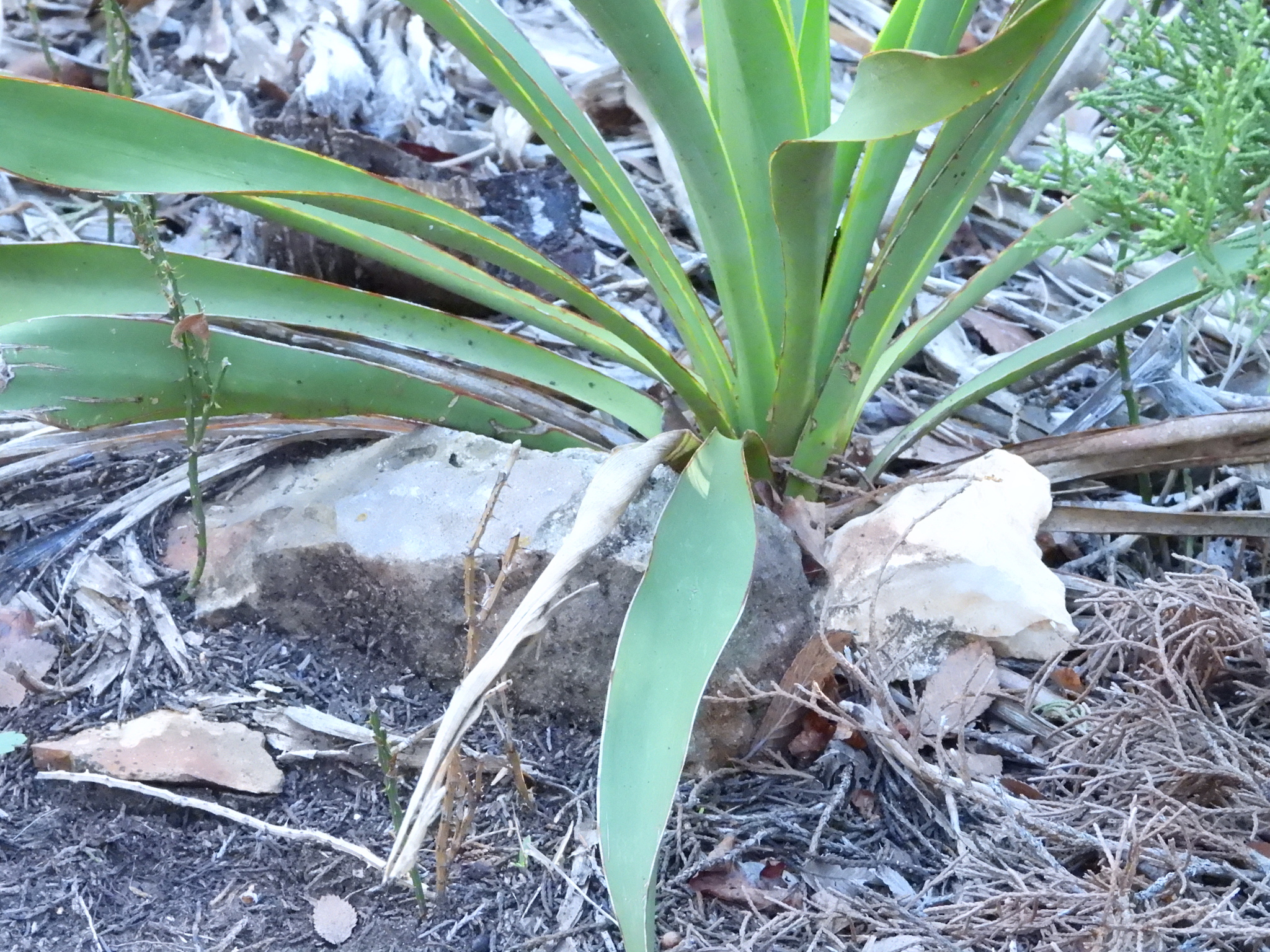 Yucca rupicola Scheele