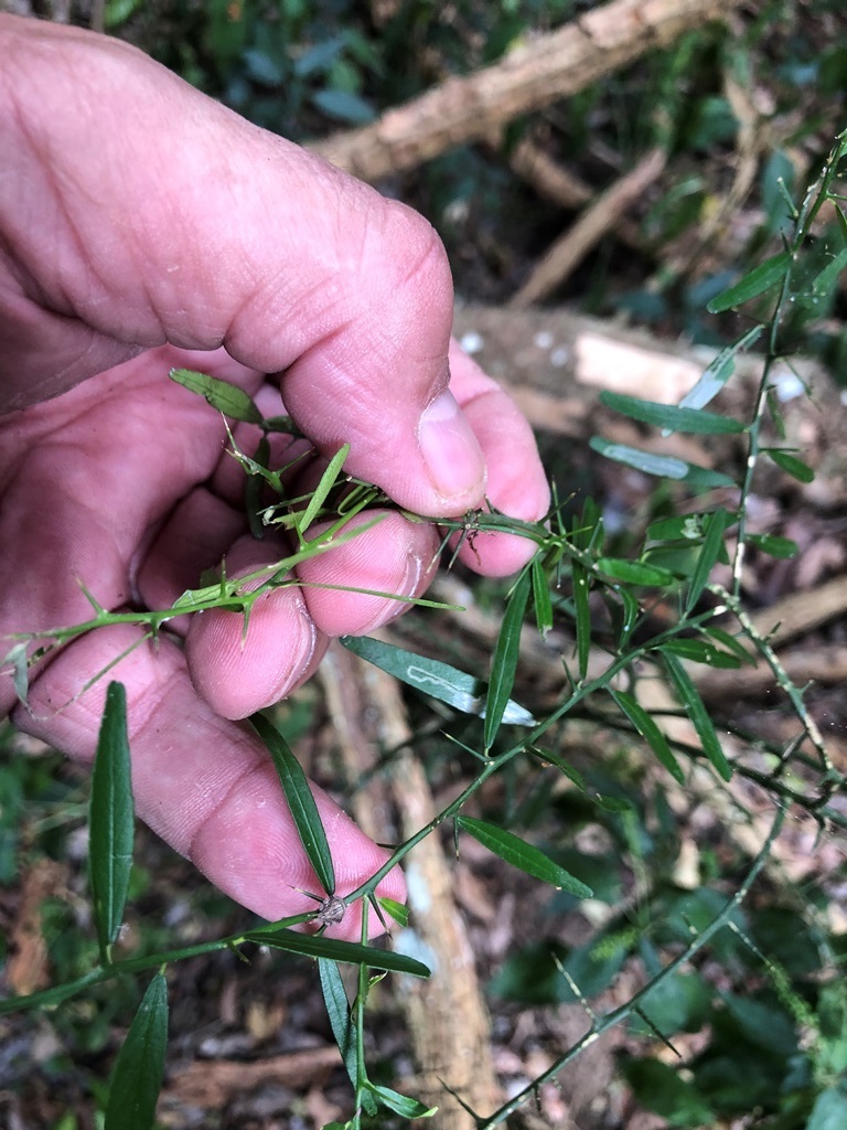 Australian round lime from Hazeldean QLD 4515, Australia on January 21 ...