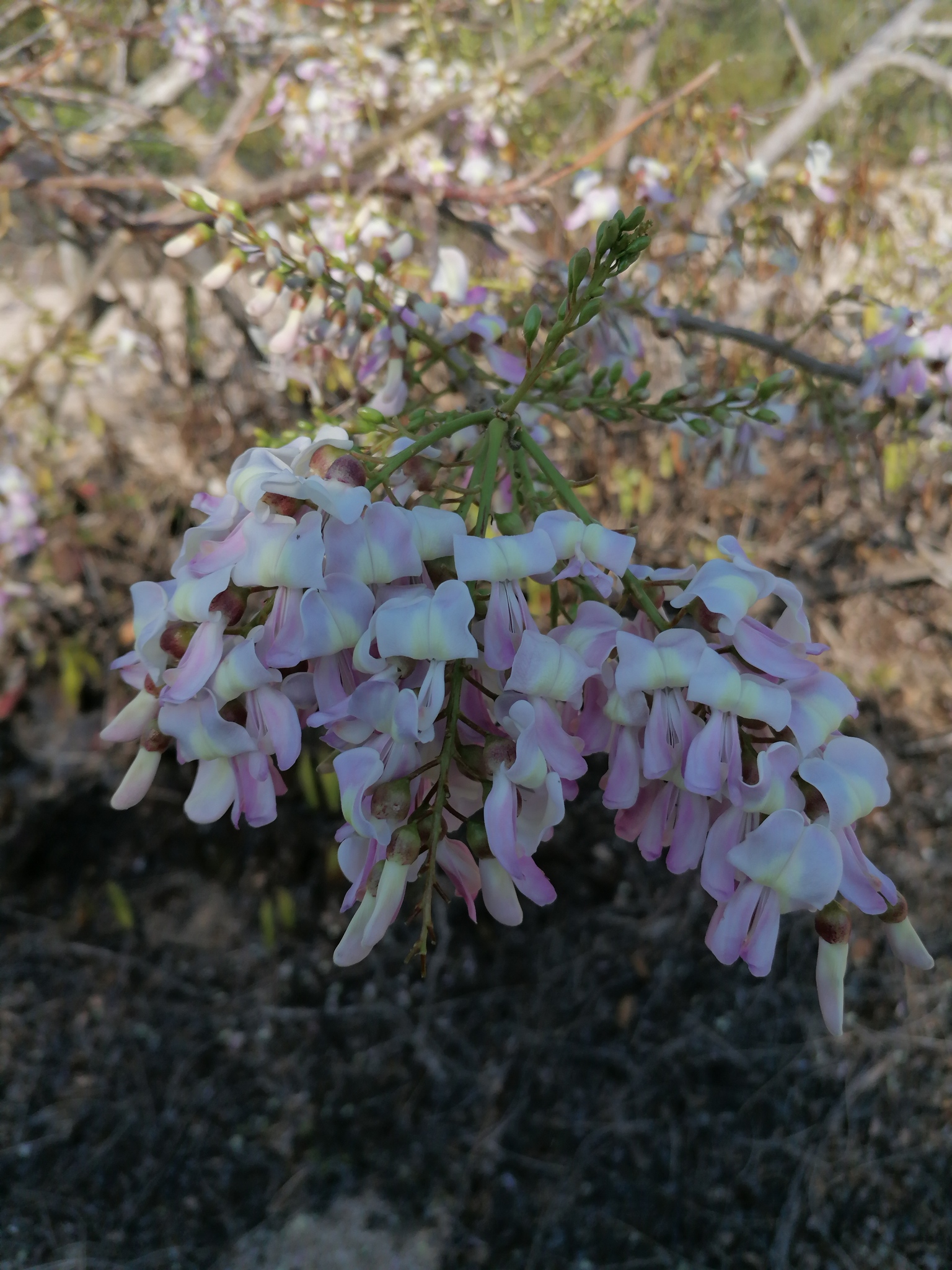 Gliricidia sepium (Jacq.) Kunth