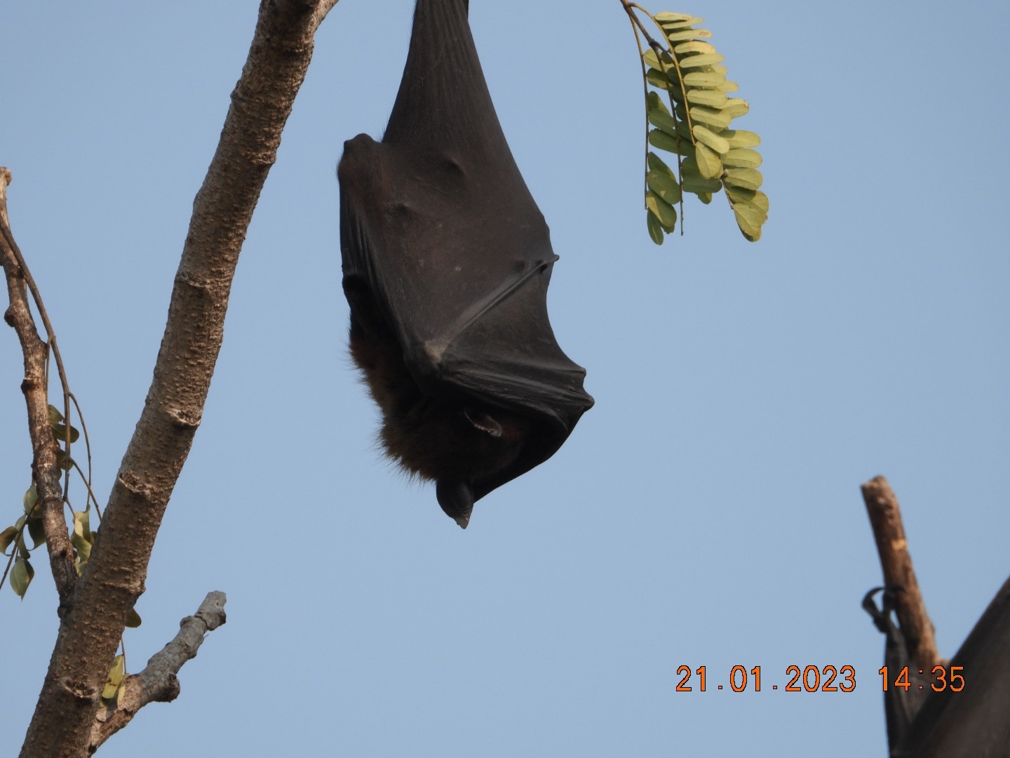 Pteropus vampyrus (Linnaeus, 1758)