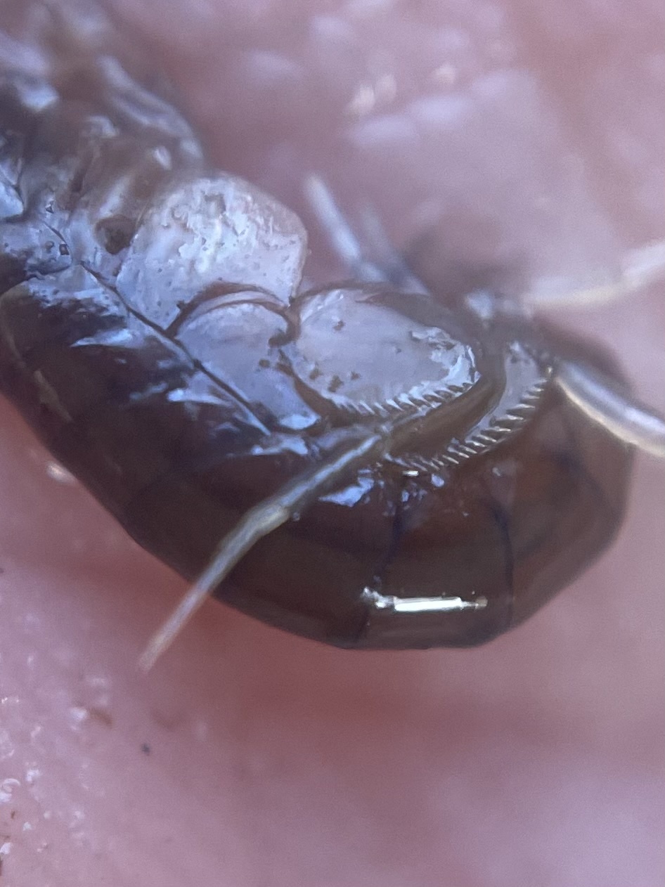 Amphipoda