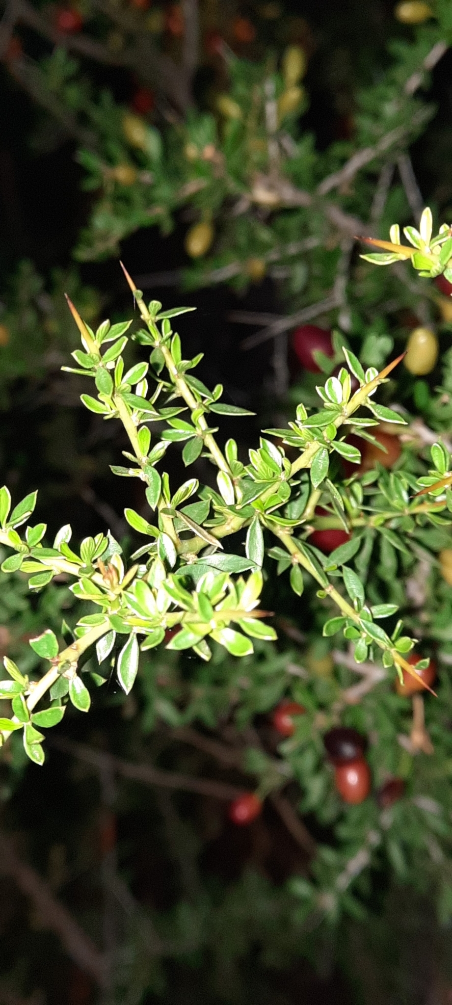 Condalia microphylla Cav.