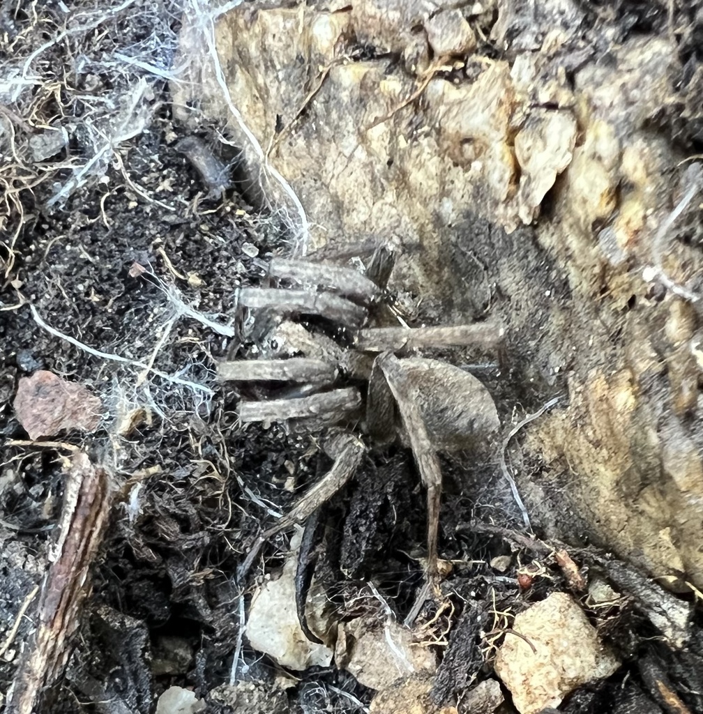 Koch's Wolf Spider from Angeles National Forest, La Verne, CA, US on ...