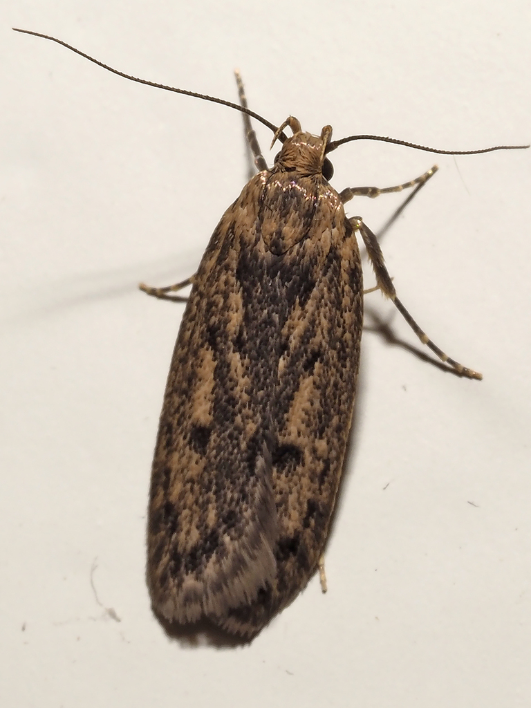 Brown House Moth from Nicholls Rivulet TAS 7112, Australia on January ...