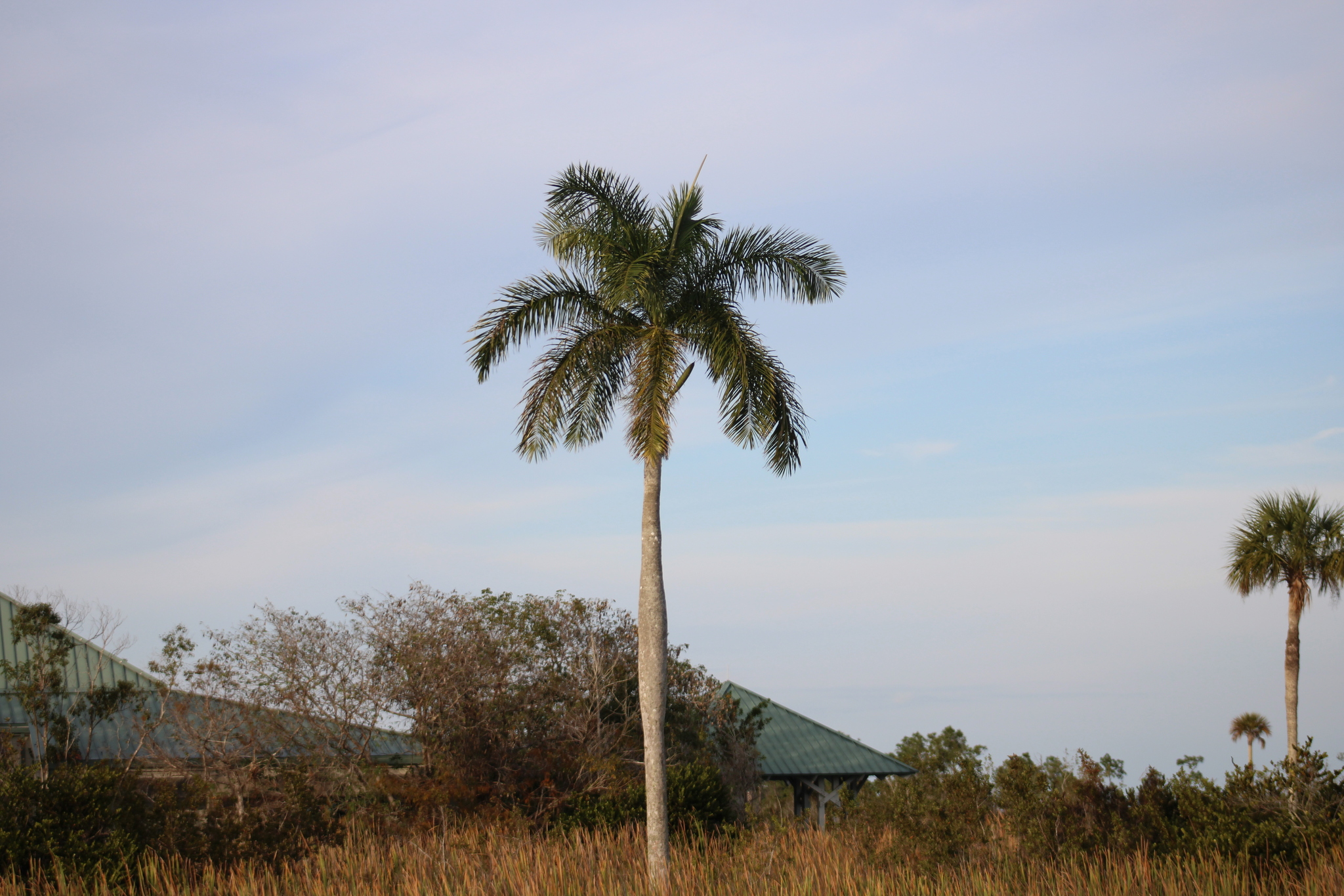 Roystonea regia (Kunth) O.F.Cook
