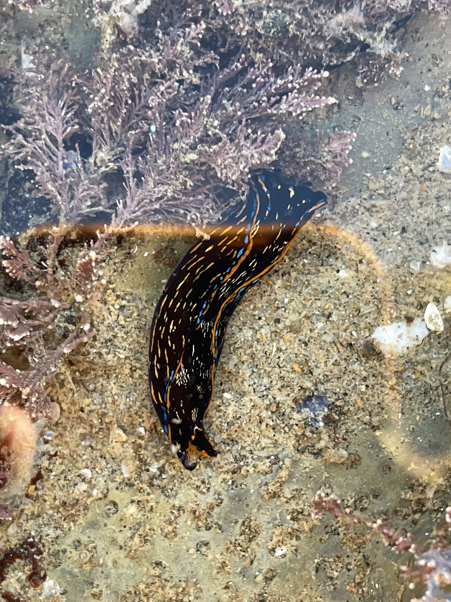 Navanax inermis (J.G.Cooper, 1862)