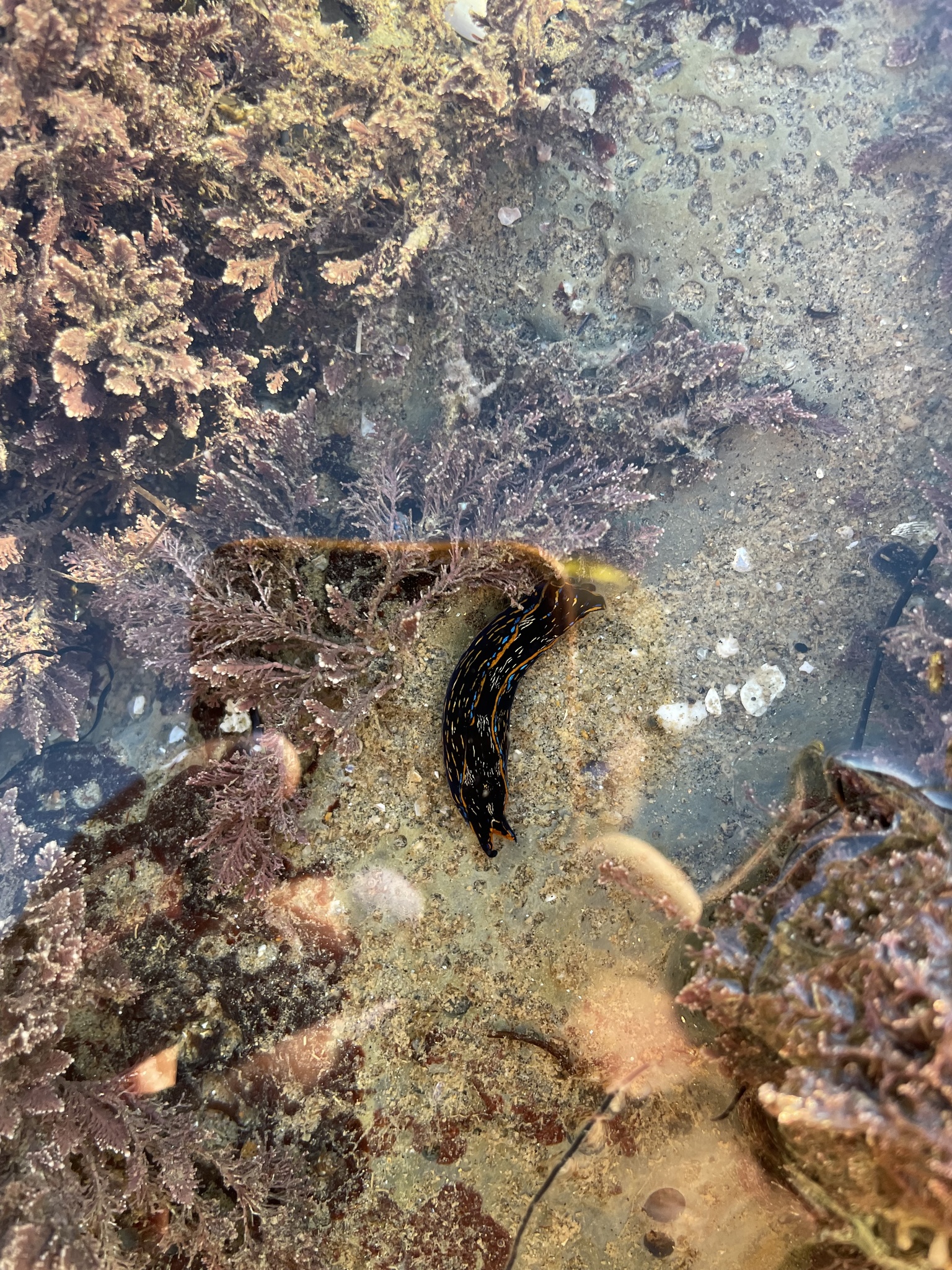 Navanax inermis (J.G.Cooper, 1862)