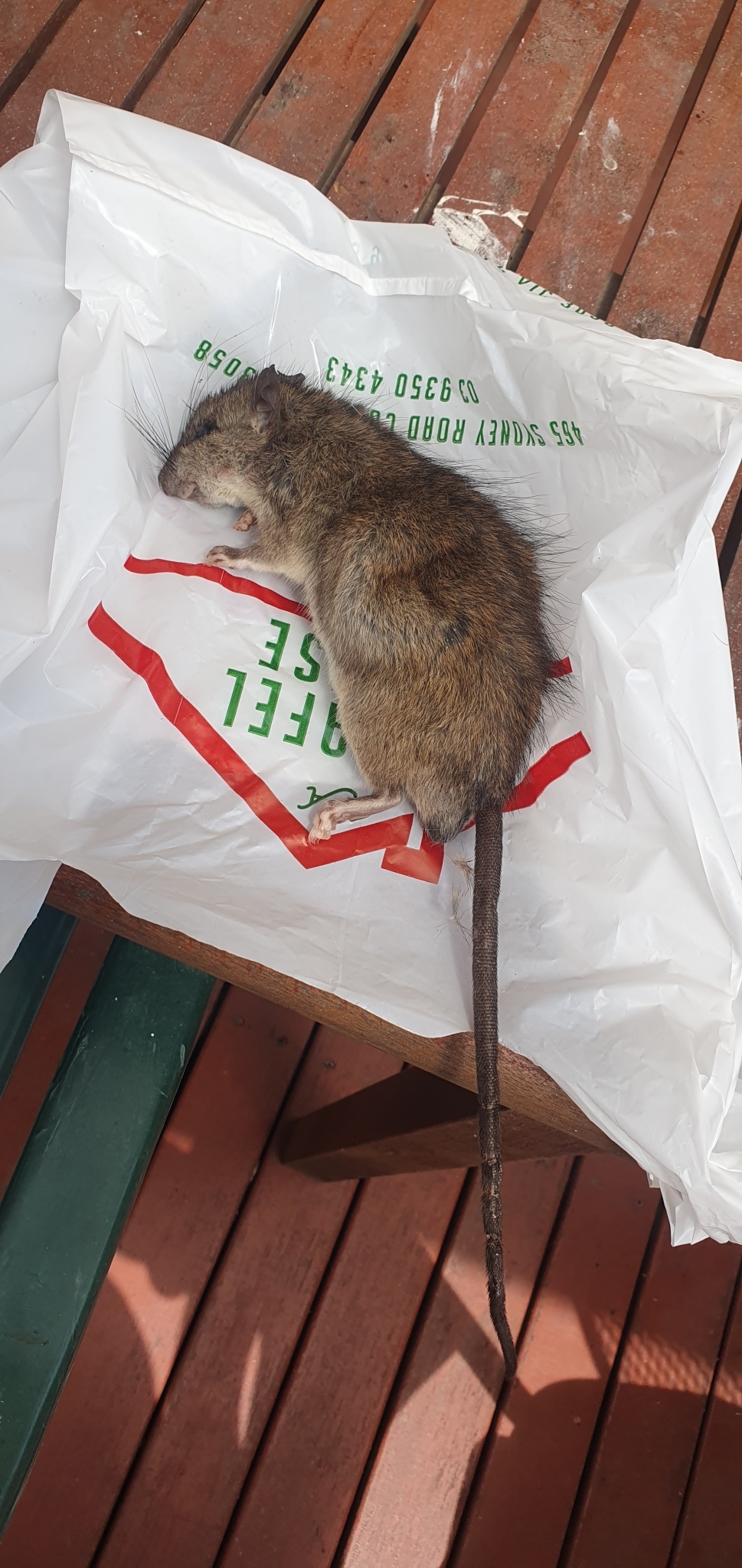 Rattus rattus (Linnaeus, 1758)