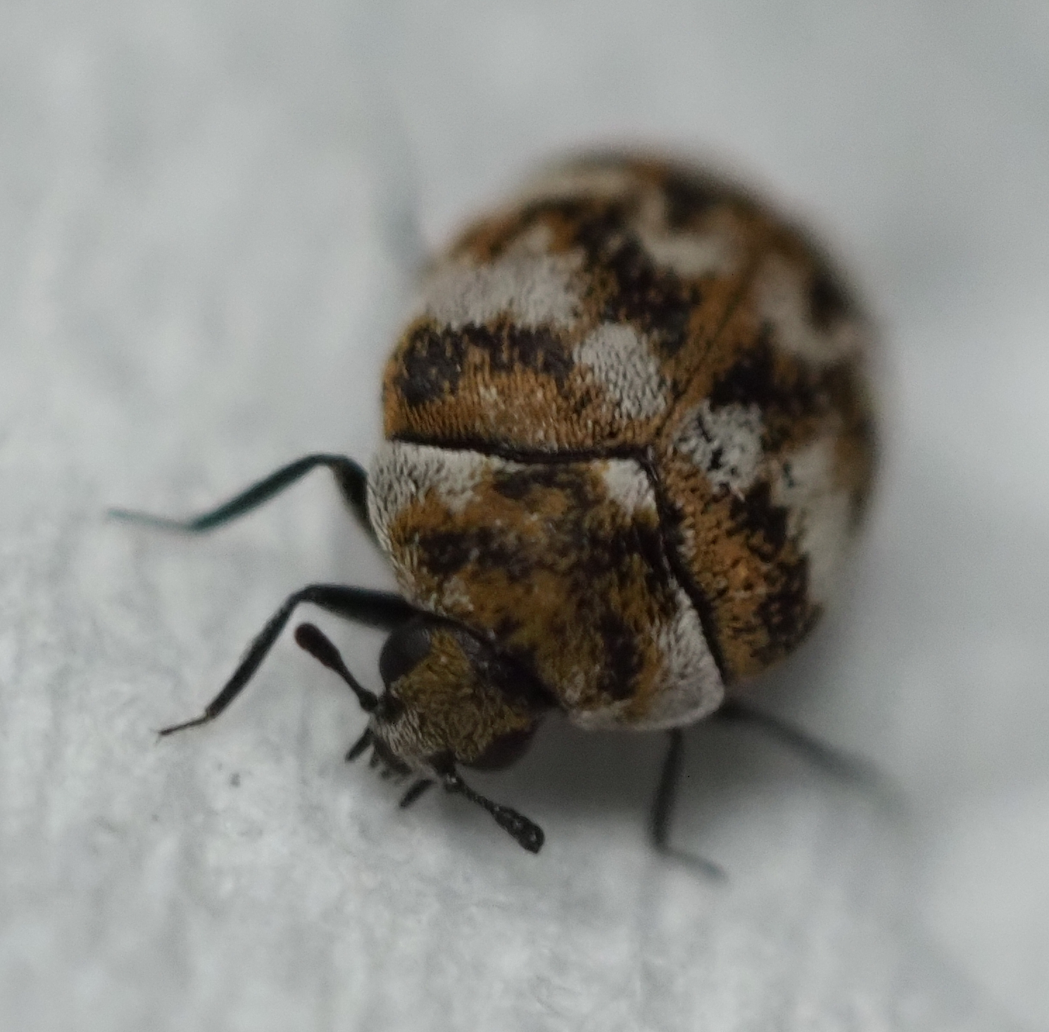 Dermestidae