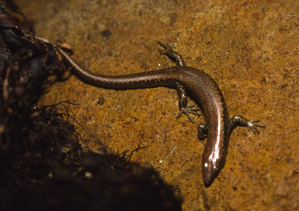 Shore Skink in April 1980 by Colin Ogle · iNaturalist