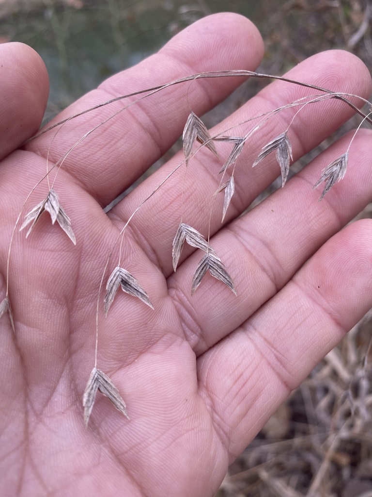 inland wood oats from River Legacy Park, Fort Worth, TX, US on January ...